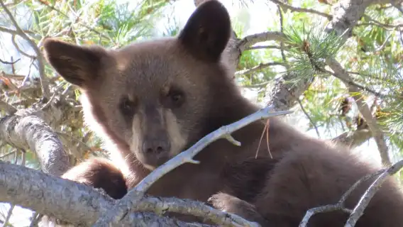Depuis Jackson Hole : visite du parc national de Grand Teton au lever ...