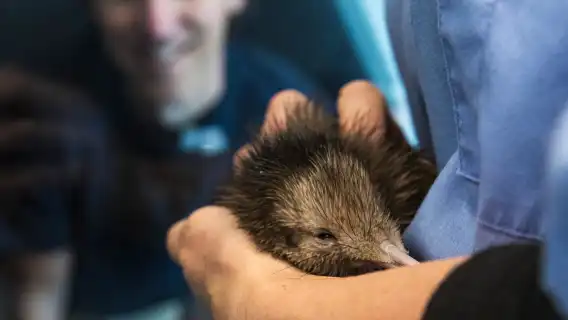 60-minute hatchery tour at the National Kiwi Hatchery in New Zealand ...