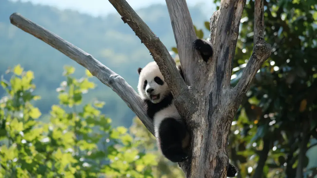 Chengdu Panda Research Base Half Day Private Guided Tour | Trip.com