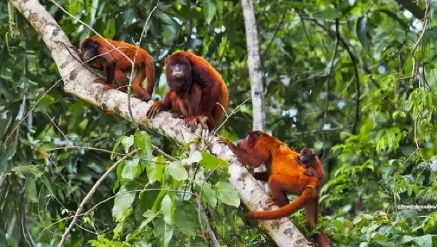 From Madre de Dios ||Night walk in the Amazon rainforest | Trip.com