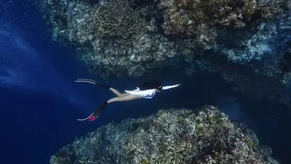 Underwater photography in Bohol, Philippines (3 hours of scuba diving ...