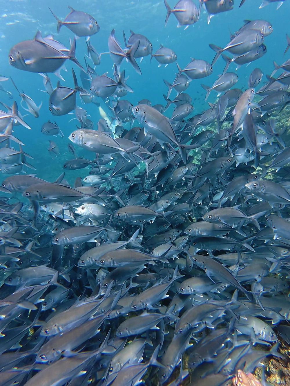 From Cebu: ATV Highlands Adventure + Moalboal Sardine Run Snorkeling ...