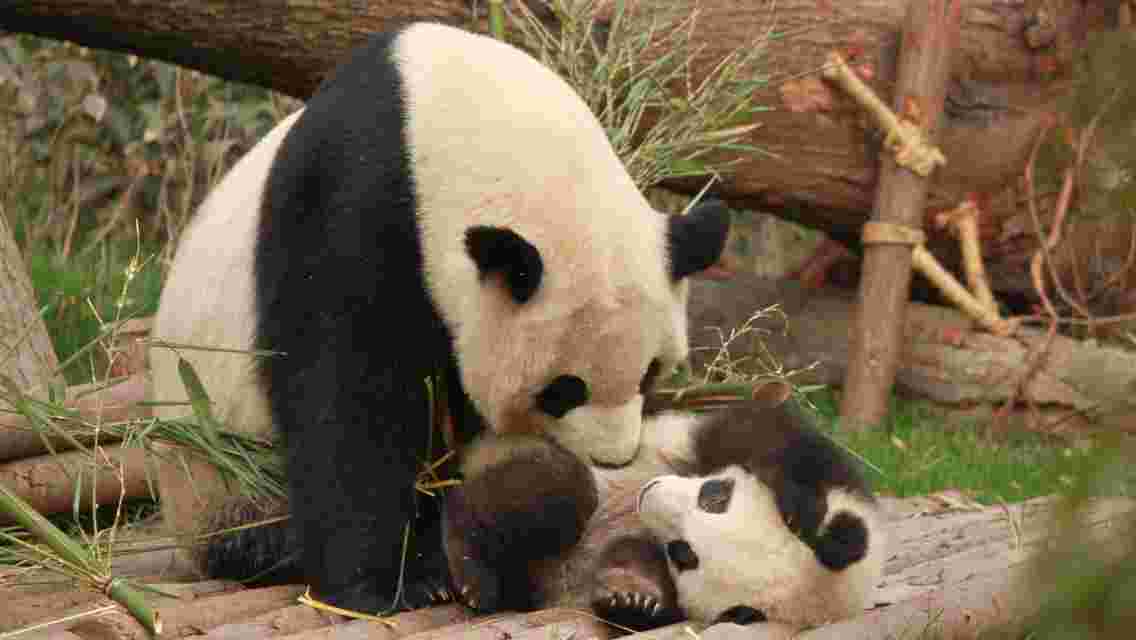 Chengdu Panda Research Base Ticket | Trip.com