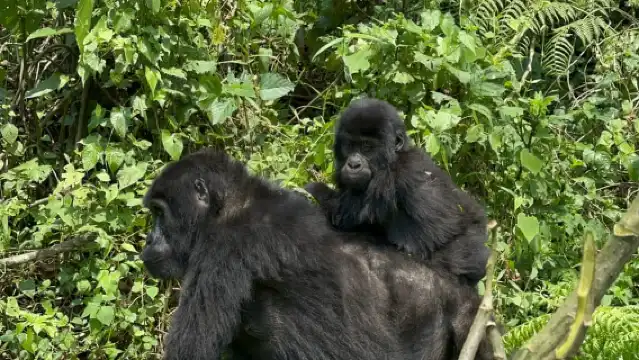 1 Day Gorilla Trek & Karisoke Research Center, Volcanoes NP | Trip.com