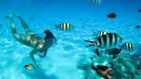 Zanzibar: Mnemba Atoll Dolphins Tour and Sunset Dhow Cruise | Trip.com