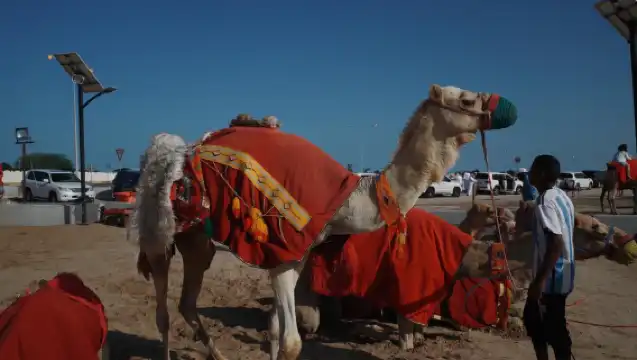 Doha, Qatar - Desert Adventure and Inland Sea Tour (Camel Riding ...