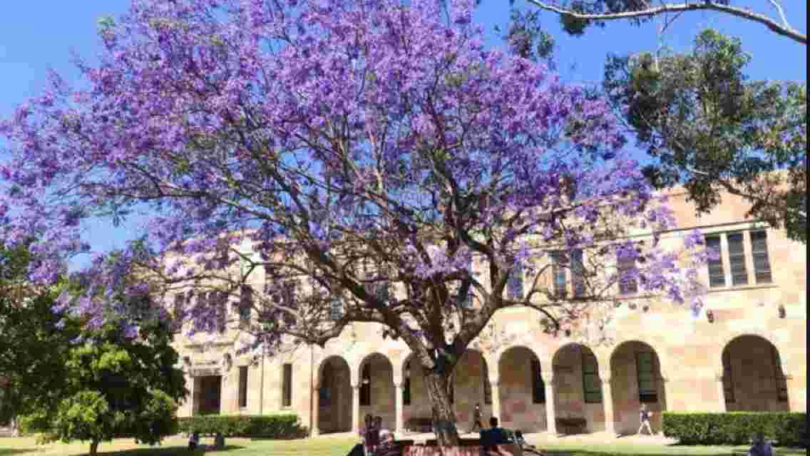 퀸즈랜드 대학교 마운트 쿠사 브리즈번 식물원 뉴팜 파크 1일 투어 브리즈번 자카란다 투어 드리미 퍼플 컬러 중국어영어 특수 차량 이동~