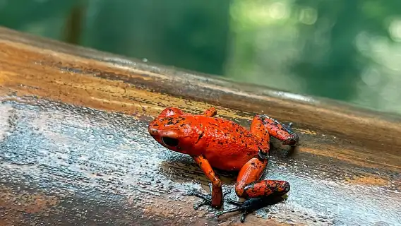 Puerto Limón: ล่องเรือคลอง Tortuguero และทัวร์สวน Maratopia | Trip.com