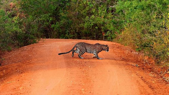 Top 10 in Bentota 2025 - Book now on Trip.com