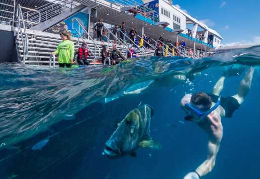 Cairns Magic Reef Great Barrier Reef 1-day tour with snorkeling, lunch ...