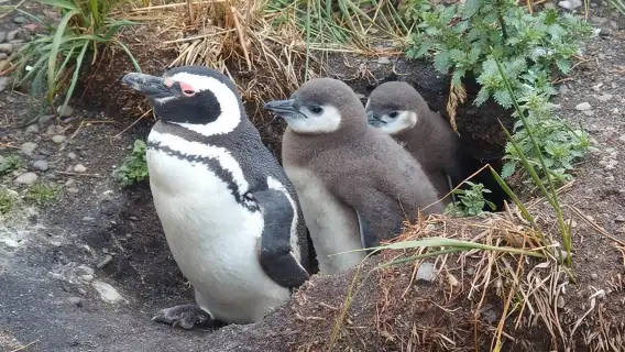 Ushuaia: Beagle Channel Penguin Colony Tour | Trip.com