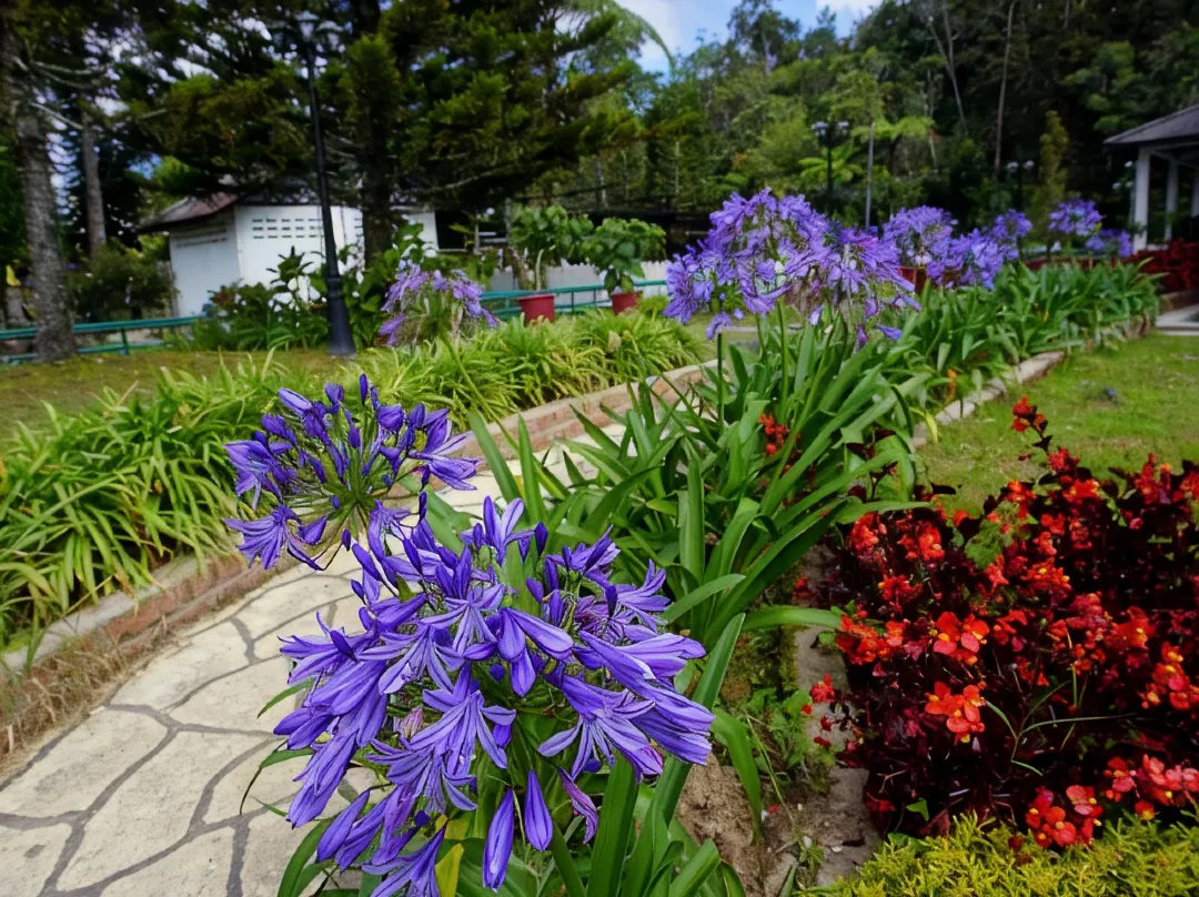 Sweet Home Ch 1 - Brinchang