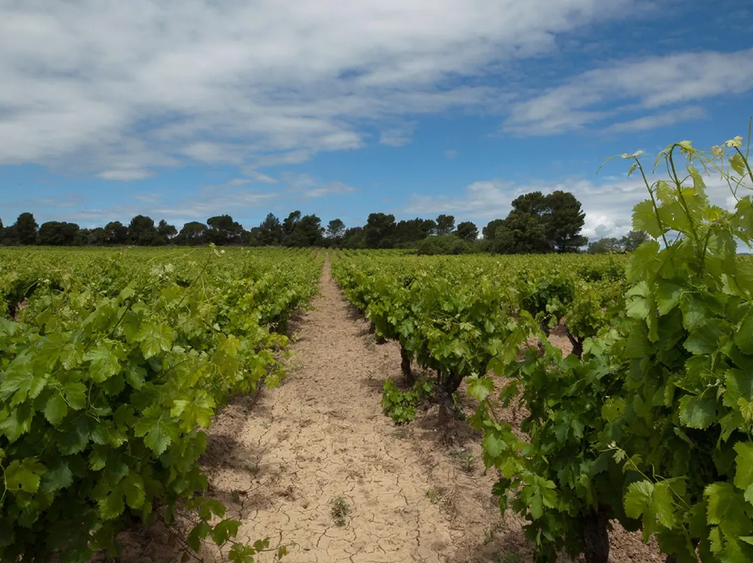 Chambre D'hôtes "Hong Kong" Au Coeur Du Vignoble No69 - Aude
