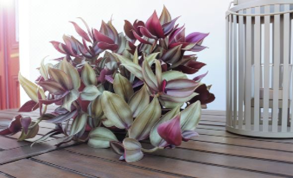 Iris' Garden Retreat,Corinth - Updated 2024 Reviews & Prices | Trip.com