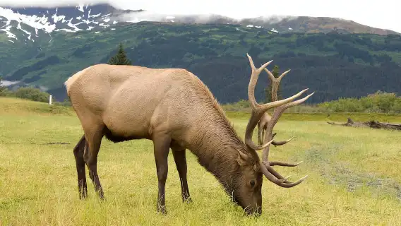 Anchorage: Turnagain Arm Tour | Trip.com