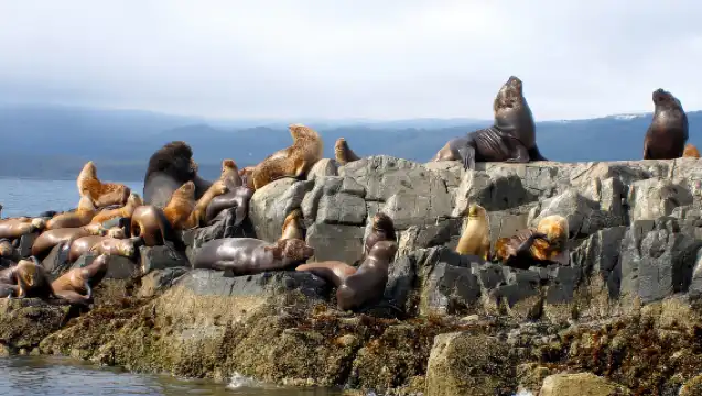 Ushuaia: Beagle Channel Boat Tour and Penguin Experience | Trip.com