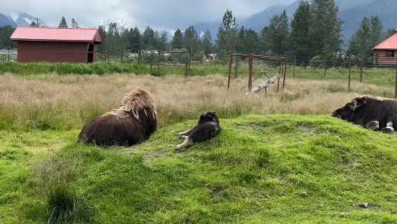 Anchorage: Turnagain Arm Tour | Trip.com