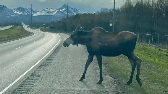 Anchorage: Turnagain Arm Tour | Trip.com
