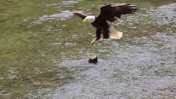 Ketchikan: Alaska Native Cultural and Scenic Shore Excursion | Trip.com