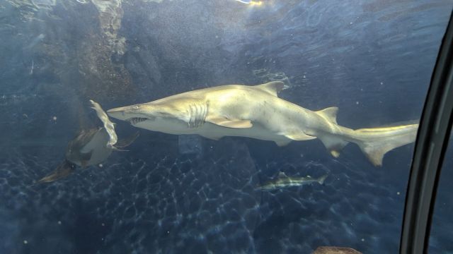Shanghai Ocean Aquarium: Tickets, Hours, Map & Visiting Guide | Trip.com