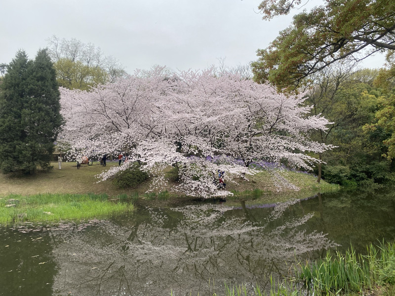 The Turtle Head Park - Wuxi Travel Reviews｜Trip.com Travel Guide