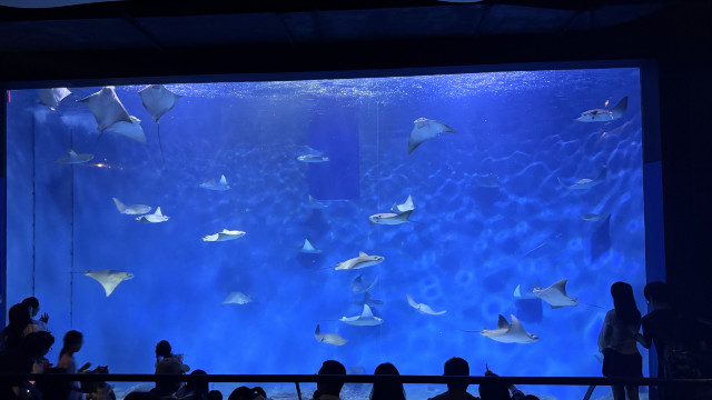 Shanghai Ocean Aquarium: Tickets, Hours, Map & Visiting Guide | Trip.com