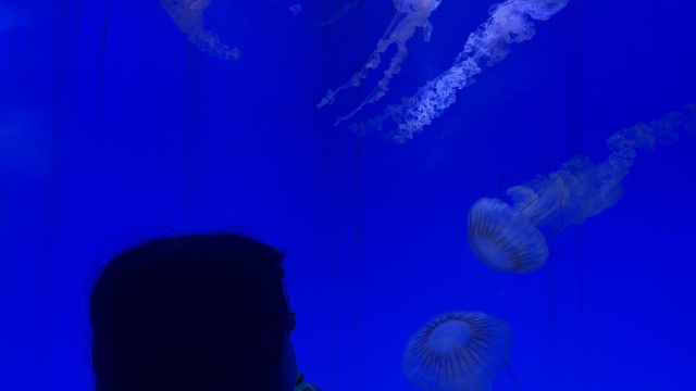 Shanghai Ocean Aquarium: Tickets, Hours, Map & Visiting Guide | Trip.com