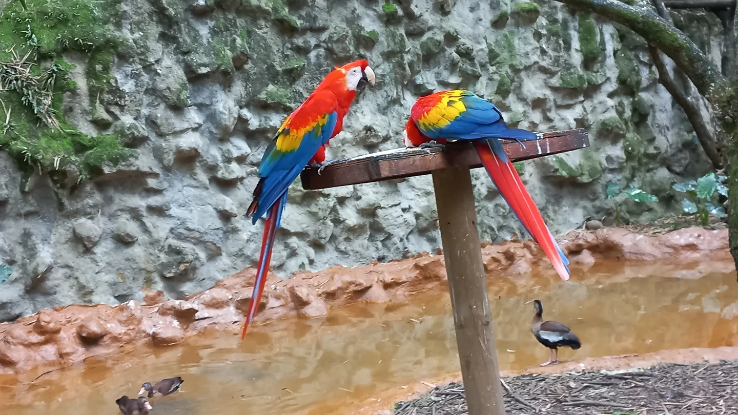 Zoologico de Cali Tickets [2025] - Promos, Prices, Reviews & Opening ...