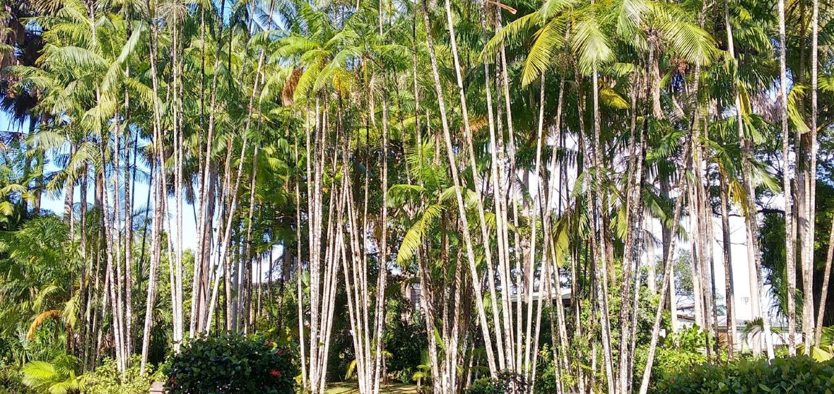 Cayenne Travel Guide 2025: Top Attractions, Things to Do & Deals | Trip ...