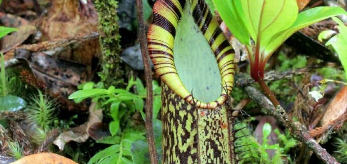 Dairi Regency周辺の観光ガイド：おすすめのアクティビティ、天気、交通機関、人気観光スポットなどの必須情報をカバーした総合ガイド ...