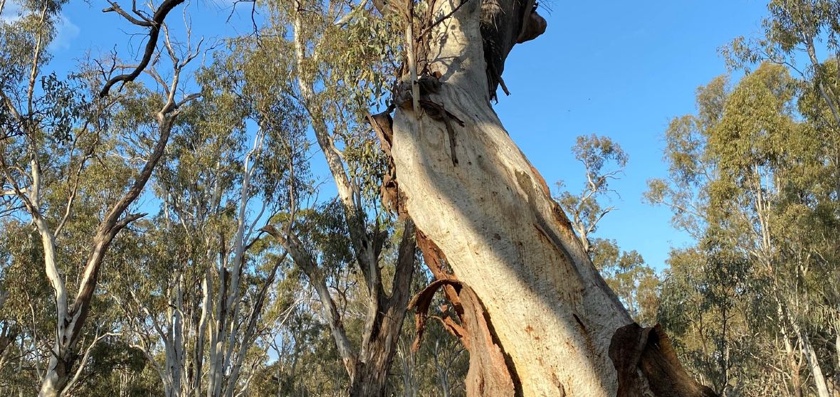 Things to Do in Mathoura in 2025 - Top Attractions, Local Food, Hotels ...