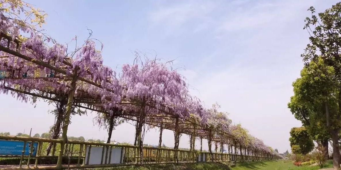 shang hai hai wan guo jia sen lin gong yuan - zi teng chang lang ...