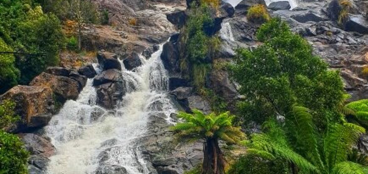 Things to do in Pyengana (2025): Top nearby activities,popular ...