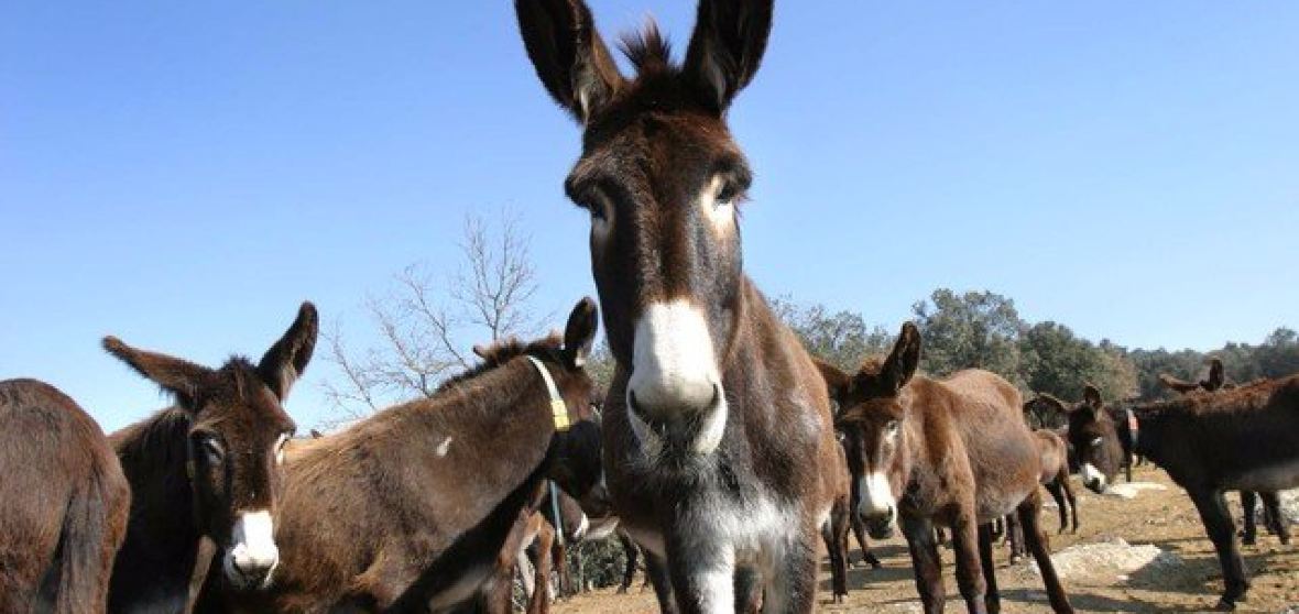 Things to Do in Olvan in 2025 - Top Attractions, Local Food, Hotels ...