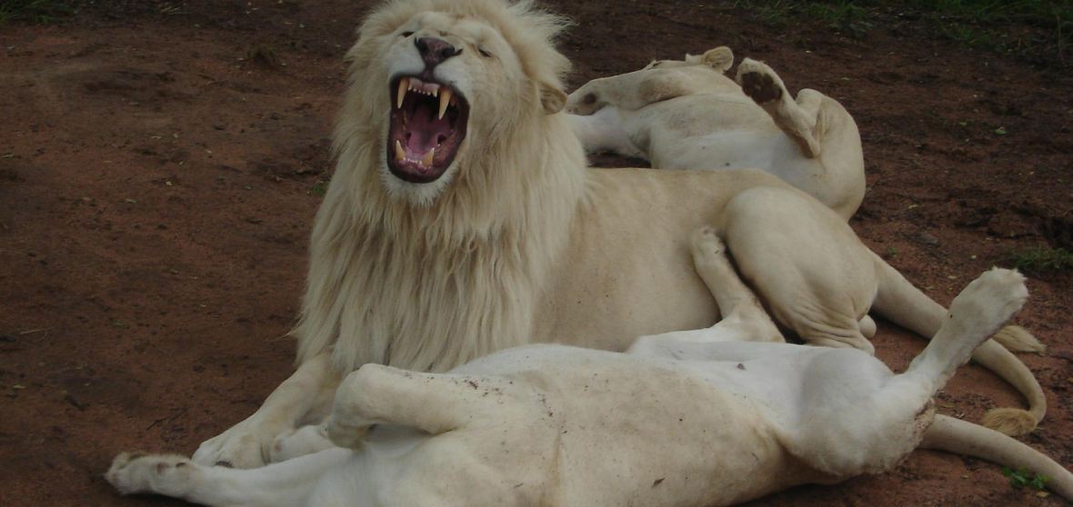 Lephalale Travel Guide 2025: Top Attractions, Things to Do & Deals ...