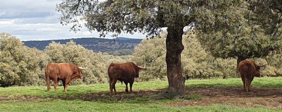 Things to do in Tejeda y Segoyuela (2025): Top nearby activities ...