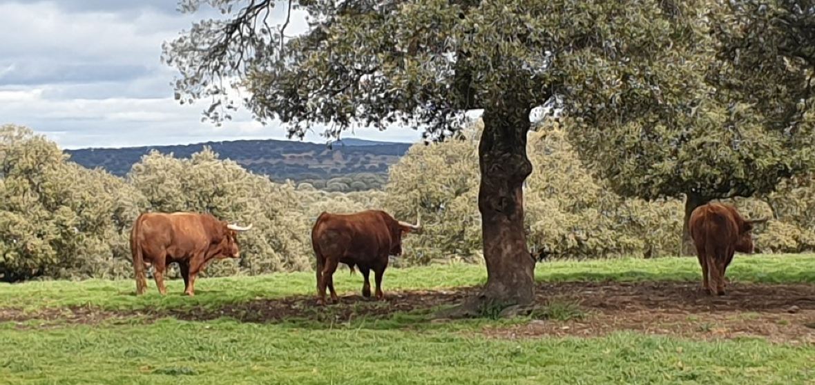 Things to do in Tejeda y Segoyuela (2025): Top nearby activities ...