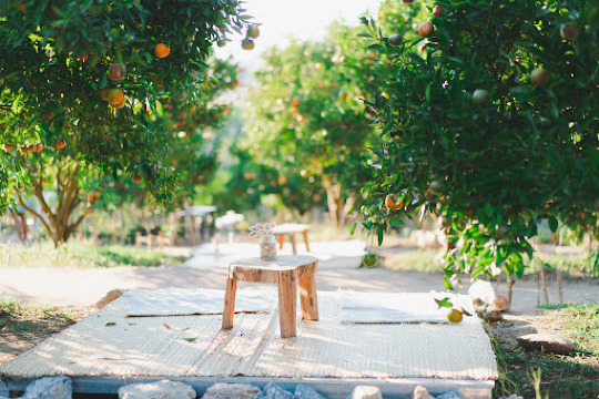 Jin Ju Orange Farm Mae Rim Tickets [2026] - Promos, Prices, Reviews ...