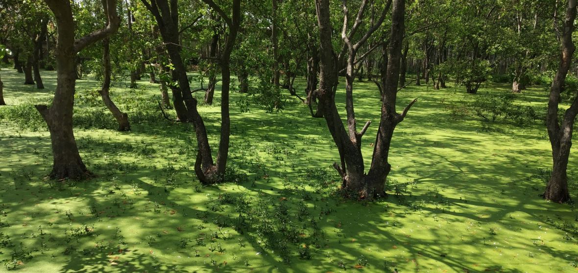 Things to Do in Shekha in 2025 - Top Attractions, Local Food, Hotels ...