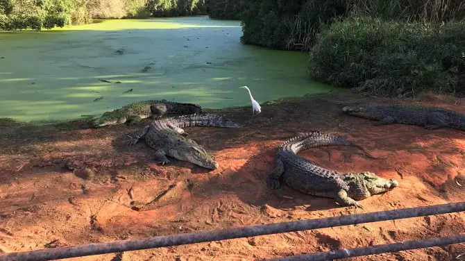 Malcolm Douglas Crocodile Park Tickets [2025] - Promos, Prices, Reviews ...