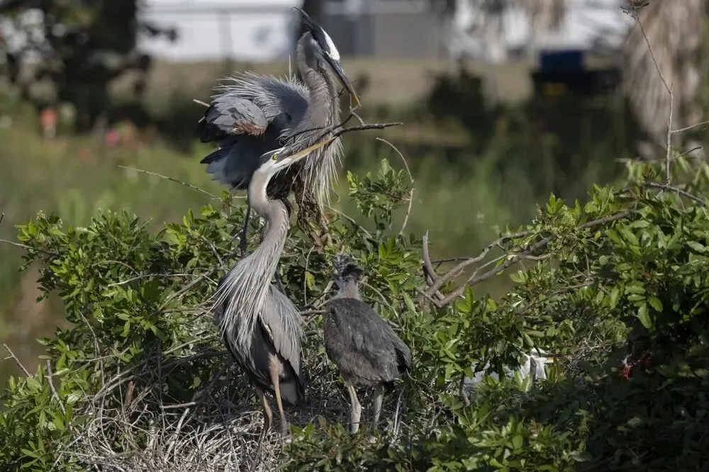 The Venice Area Audubon Rookery門票【2025】- 票券資訊、營業時間及評論｜Trip.com