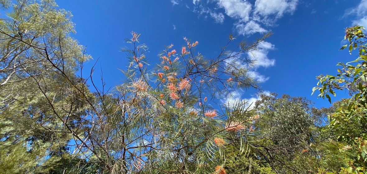 Things to do in Ninderry (2025): Top nearby activities,popular ...