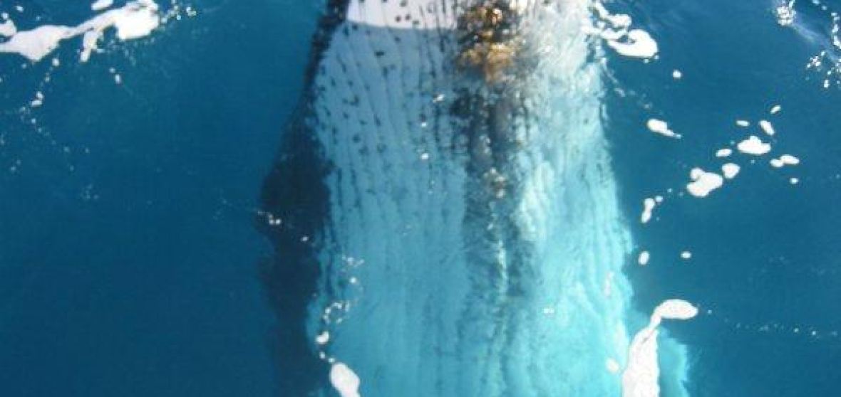 Pinkenba Travel Guide 2025: Top Attractions, Things to Do & Deals ...