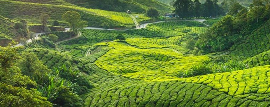 Ulu Telom Travel Guide 2026: Top Attractions, Things to Do & Deals ...