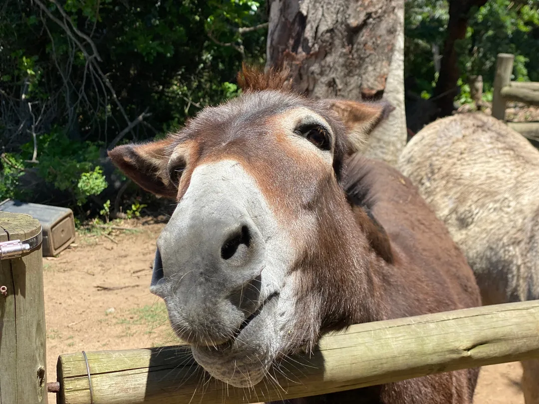 Flag Farm Animal Farm Tickets [2025] - Promos, Prices, Reviews ...