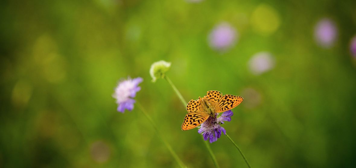 Things to Do in Rosscahill East in 2025 - Top Attractions, Local Food ...