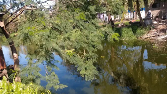 Los mangos Tickets [2026] - Promos, Prices, Reviews & Opening Hours ...