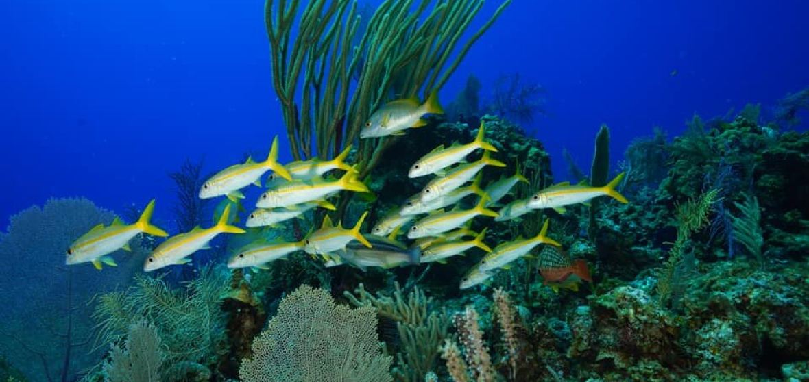 Things to Do in Freeport in 2025 - Top Attractions, Local Food, Hotels ...