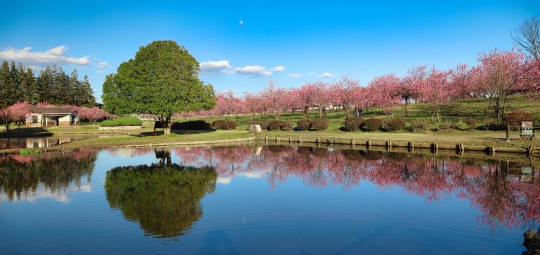 Koga Travel Guide 2026: Top Attractions, Things to Do & Deals | Trip ...