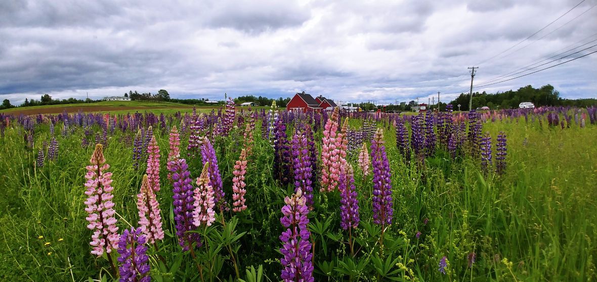 Things to Do in Florenceville-Bristol in 2025 - Top Attractions, Local ...